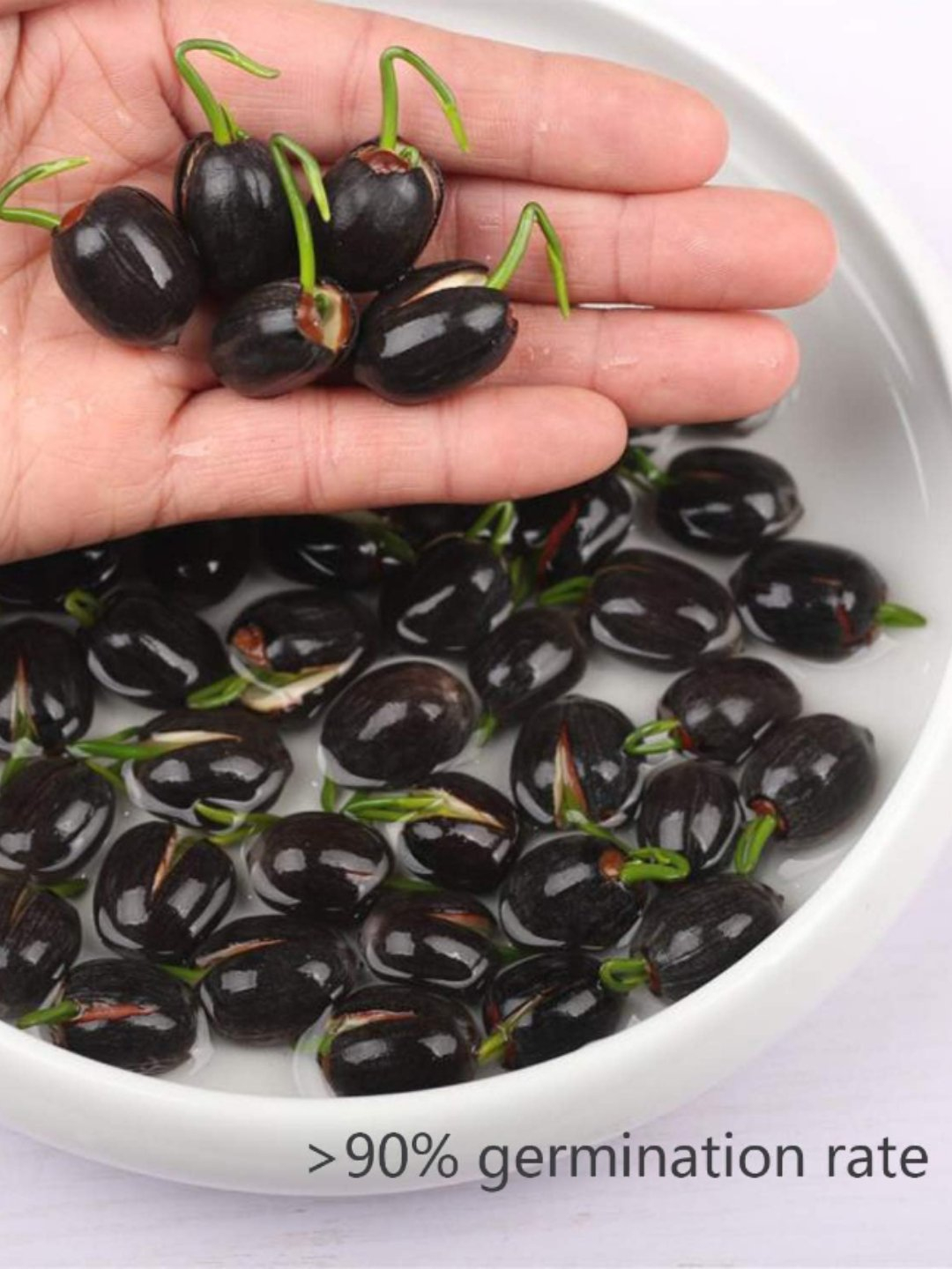 Семена цветов лотоса многолетние водные растения за 17290 сум со ...