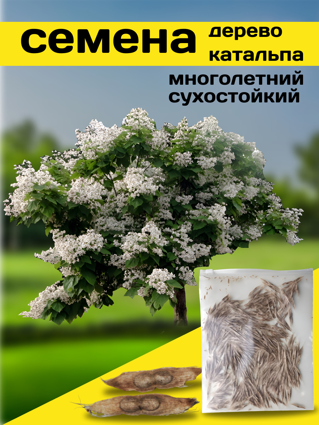 Семена дерева катальпа купить по низким ценам в интернет-магазине Uzum ...